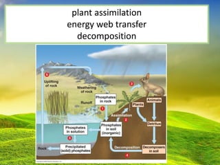 Ecology 2: Eneregy & Biodiversity NOTES | PPT