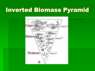 Ecology 3 energy and ecology ecological pyramids | PPTX