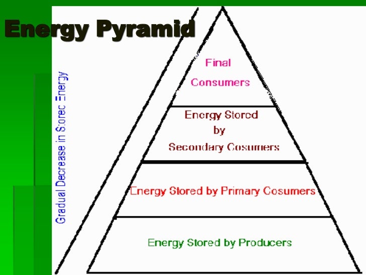 Ecology 3 energy and ecology ecological pyramids