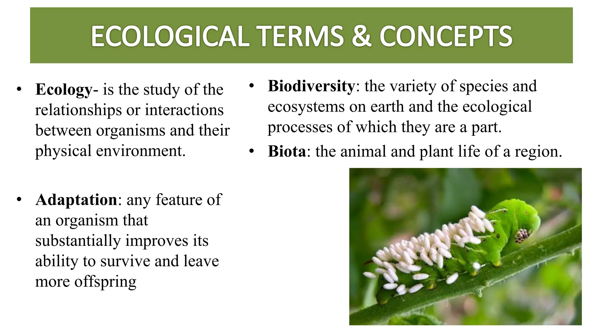 Ecology 407 Organism and their Interaction with their environment | PPTX