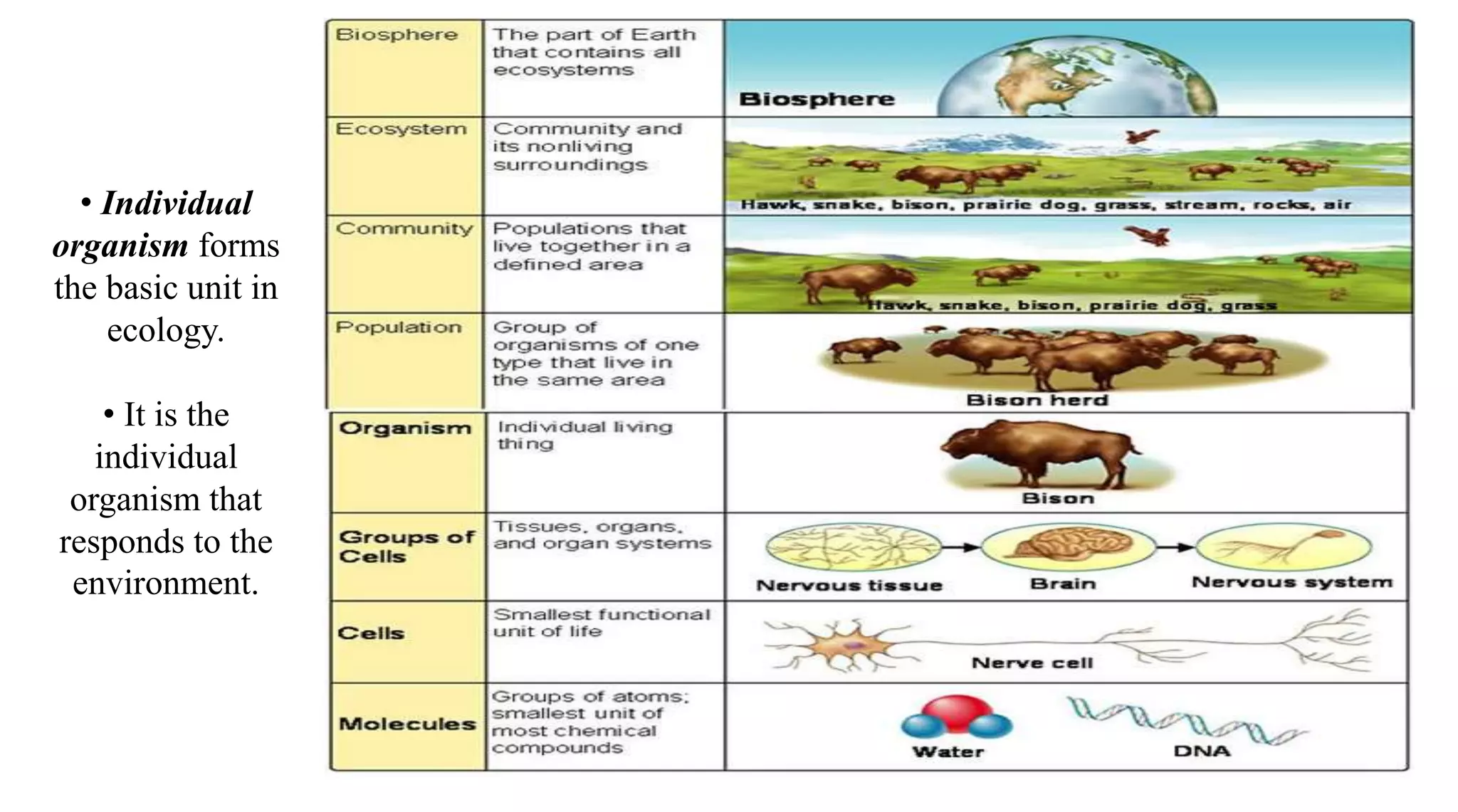 Ecology 407 Organism and their Interaction with their environment | PPTX