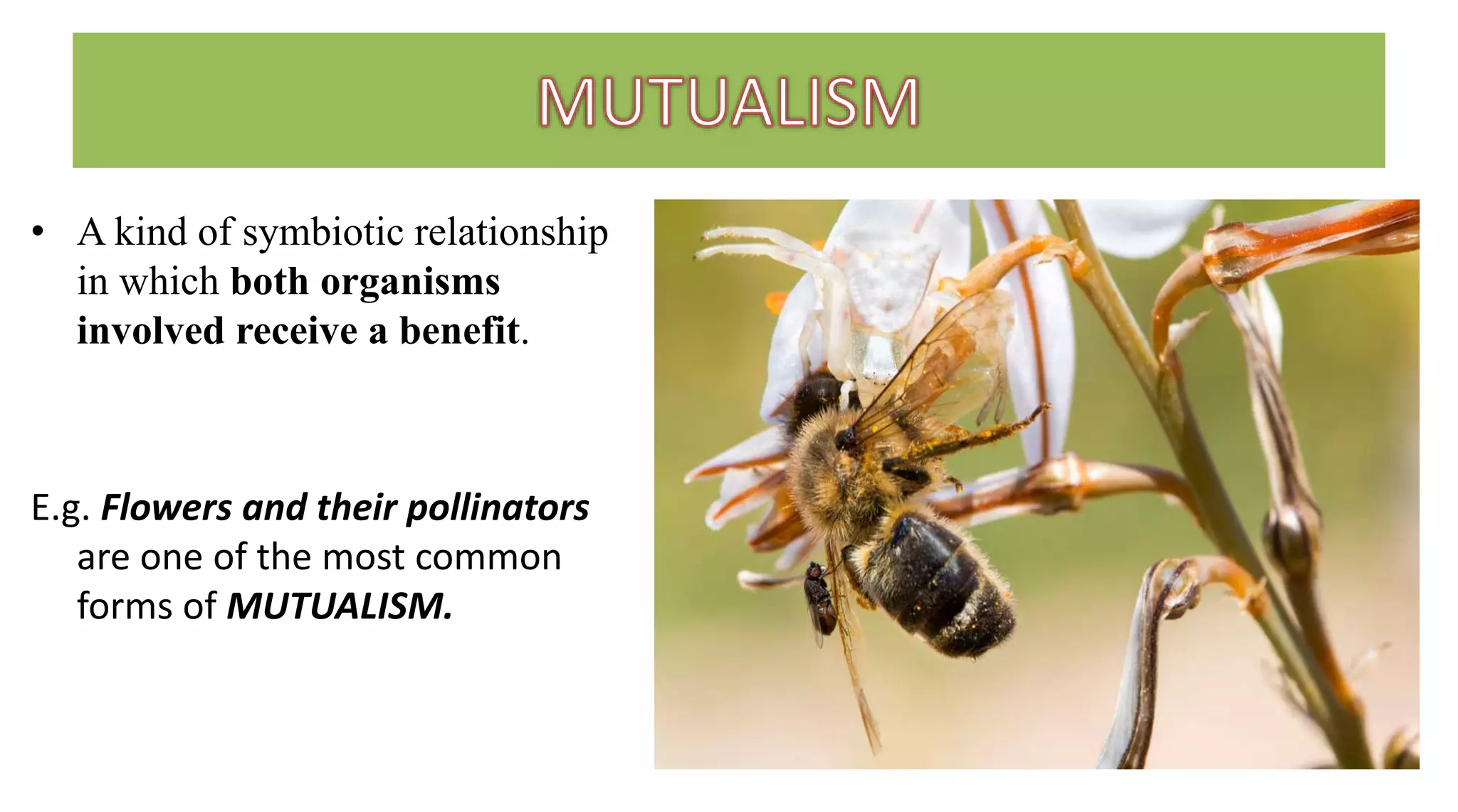 Ecology 407 Organism and their Interaction with their environment | PPTX