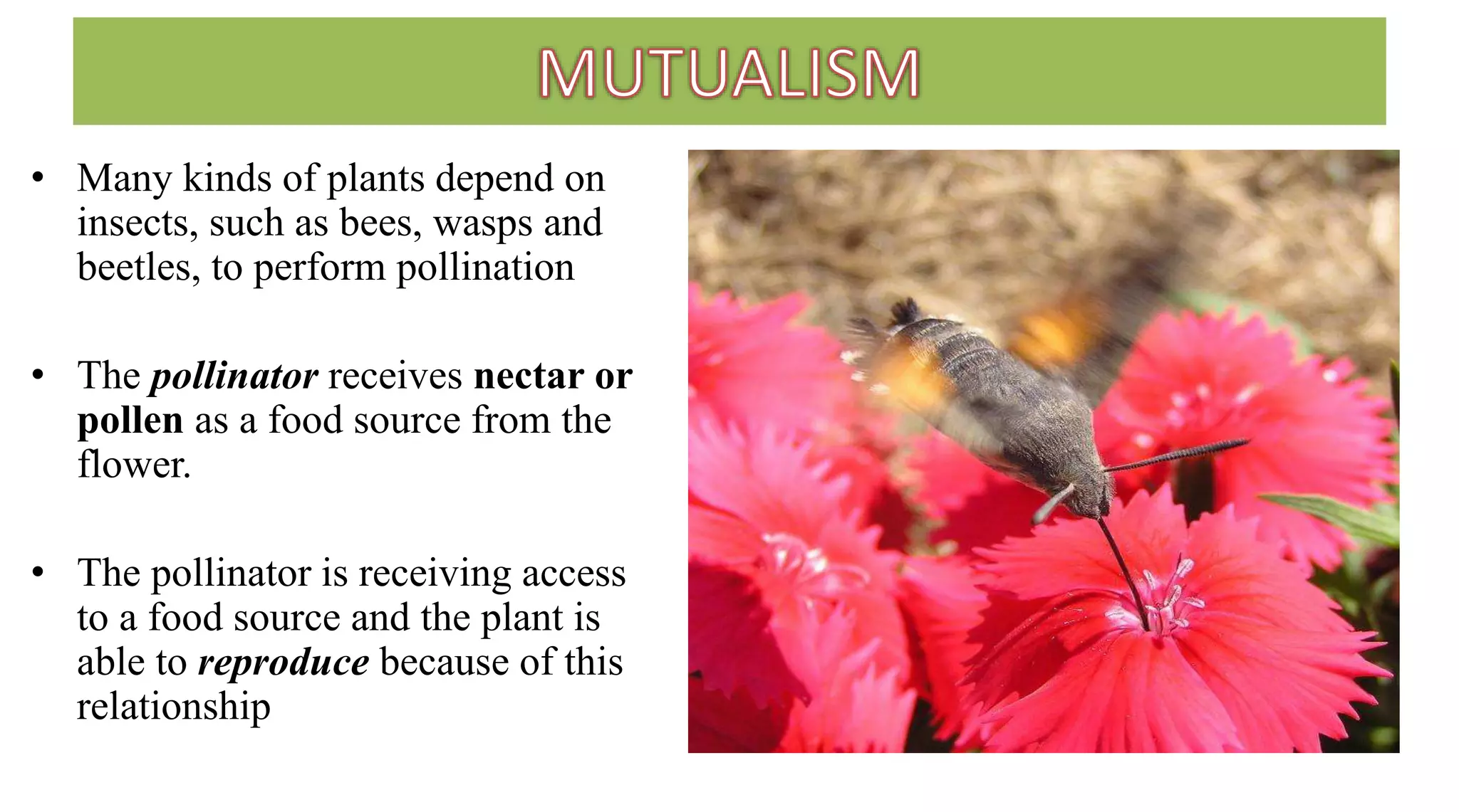 Ecology 407 Organism and their Interaction with their environment | PPTX