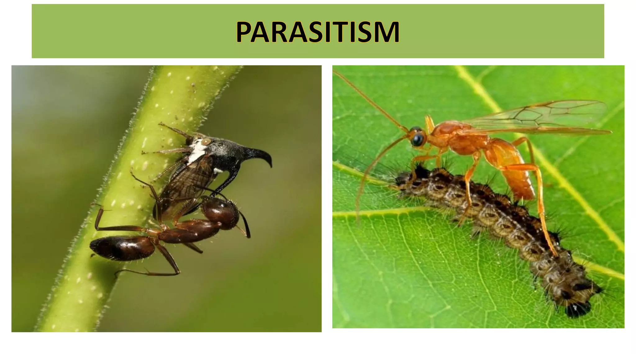 Ecology 407 Organism and their Interaction with their environment | PPTX