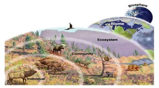 Ecology 407 Organism and their Interaction with their environment | PPTX