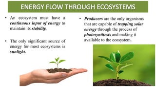 Ecology 407 Organism and their Interaction with their environment | PPTX