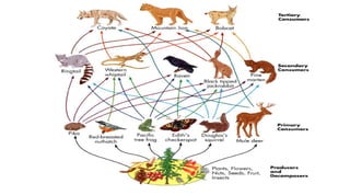 Ecology 407 Organism and their Interaction with their environment | PPTX