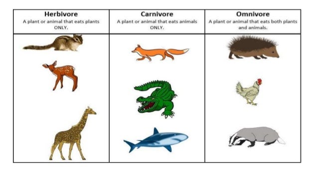 Ecology 407 Organism and their Interaction with their environment