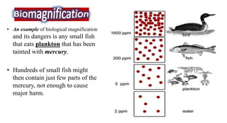 Ecology 407 2018 lecture 2 biological magnification | PPT