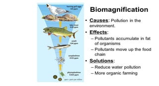 Ecology 407 2018 lecture 2 biological magnification | PPTX