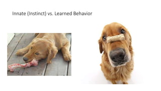 Ecology and animal behavior | PPTX