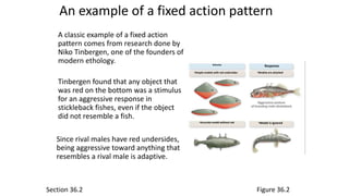 Ecology and animal behavior | PPTX