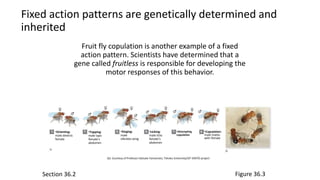 Ecology and animal behavior | PPTX