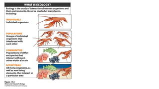 Ecology and animal behavior | PPTX