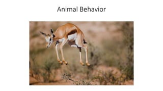 Ecology and animal behavior | PPTX