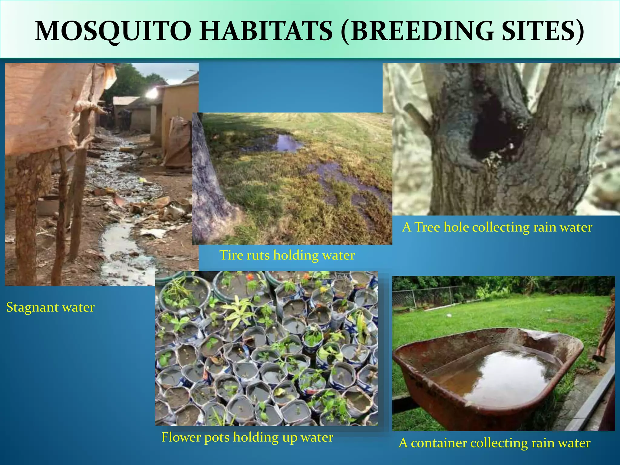 Ecology and control of mosquito | PPTX