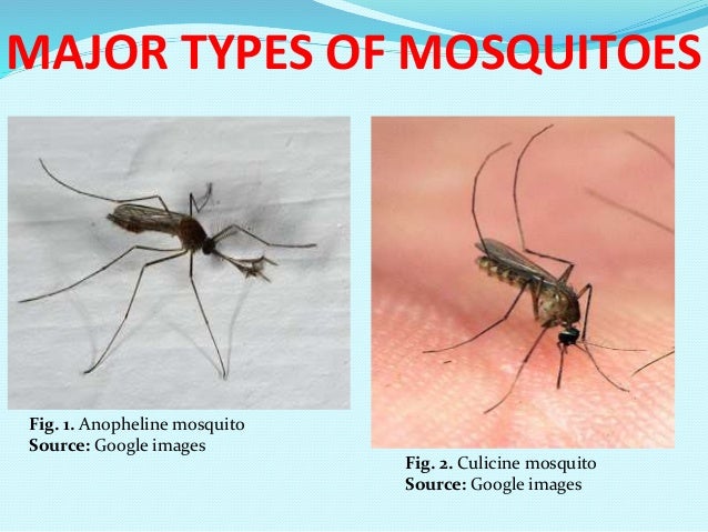 Ecology and control of mosquito