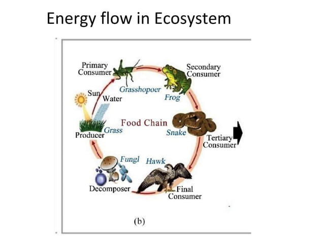 ecologyandecosystem-141103053114-conversion-gate02.pptx