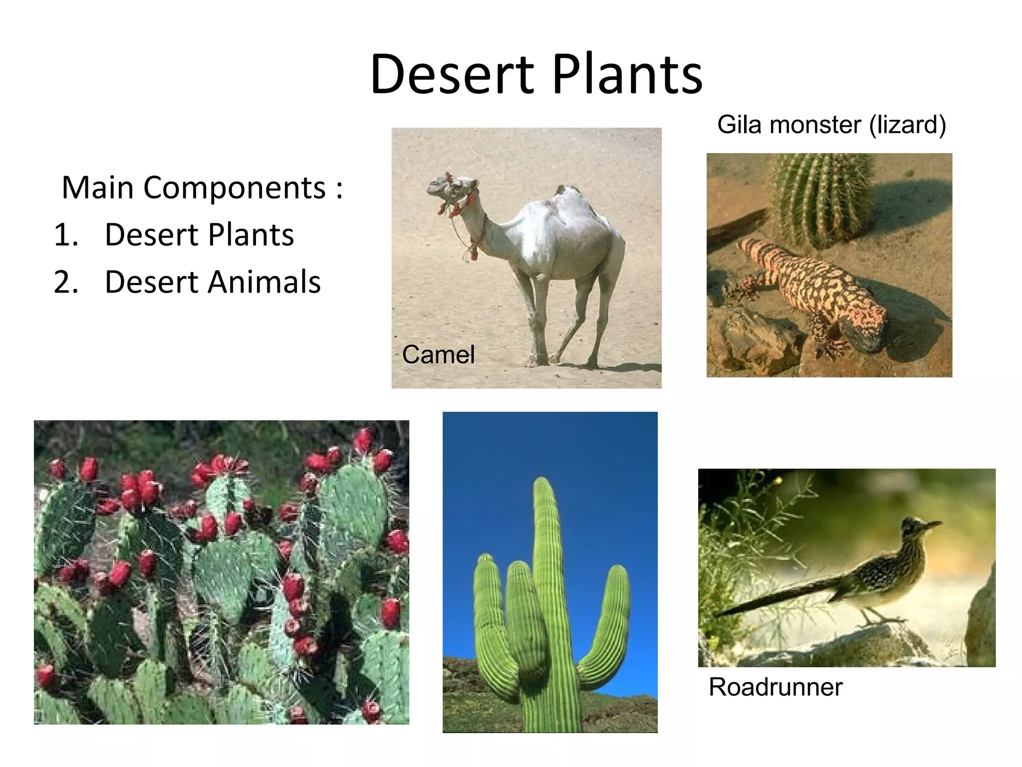 Ecology and ecosystem | PPT