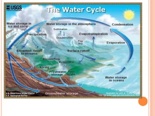 Ecology and ecosystem ii | PPT