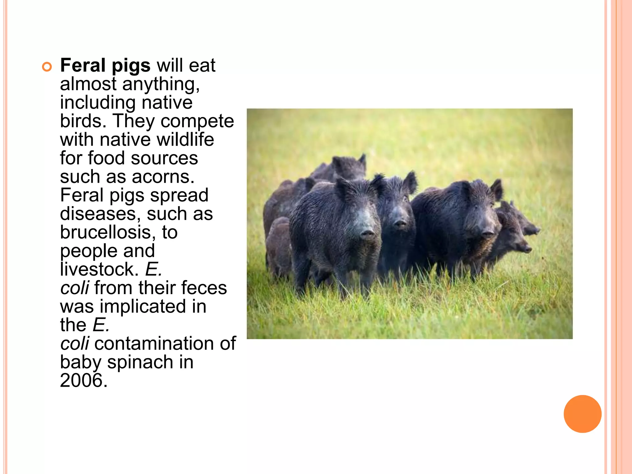 Biological Invasion - Ecology | PPTX