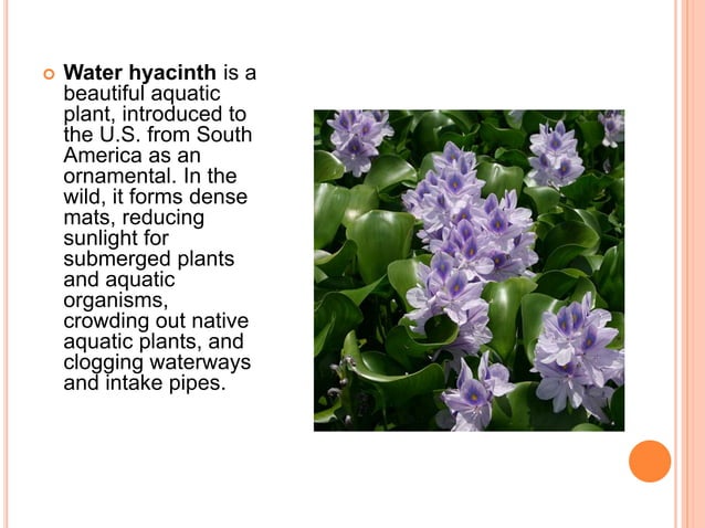 Biological Invasion - Ecology | PPTX