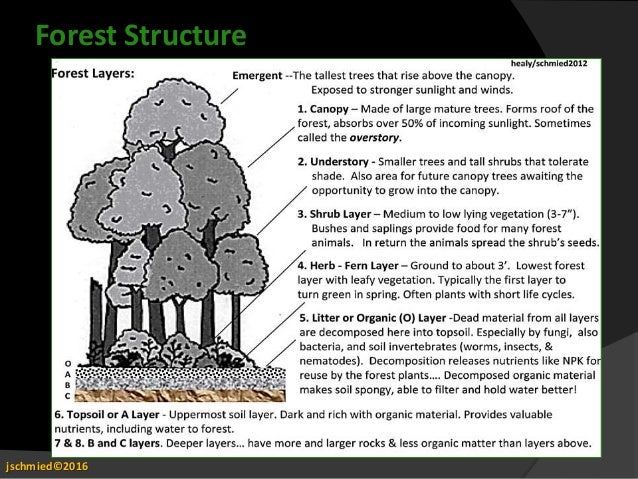Ecology and ecosystems notes