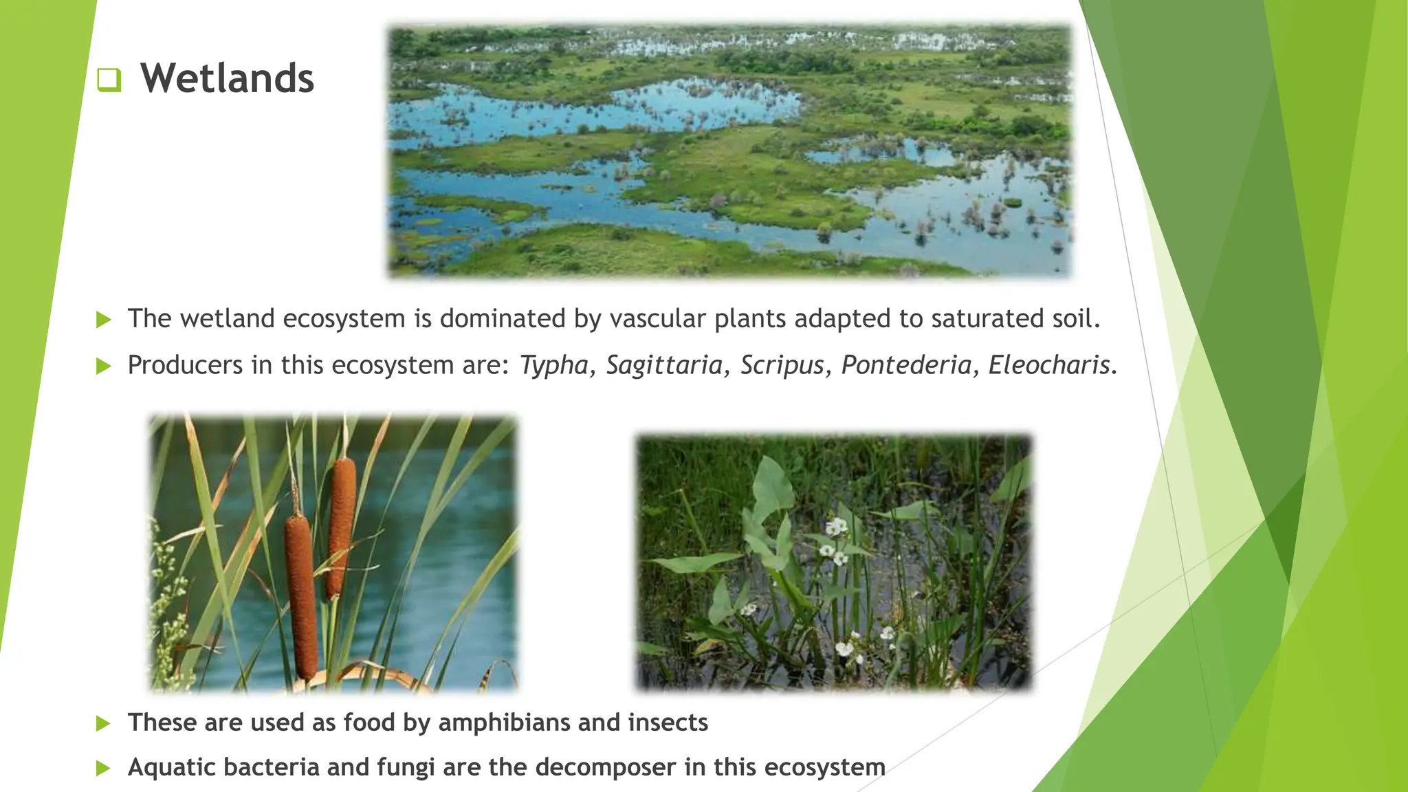 Ecology and types of ecosystem, factors and energy flowpptx | PPTX