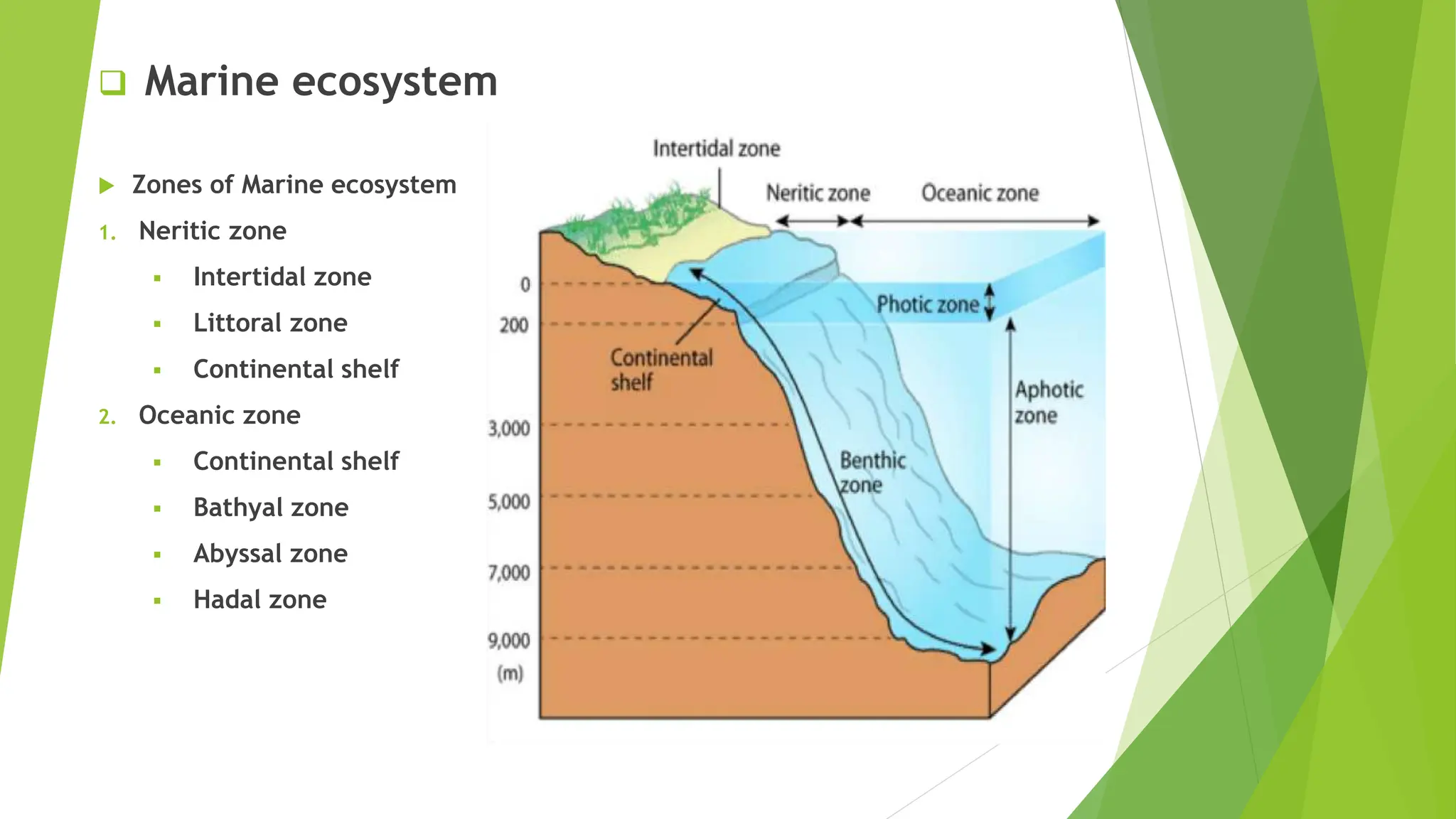 Ecology and types of ecosystem, factors and energy flowpptx | PPTX