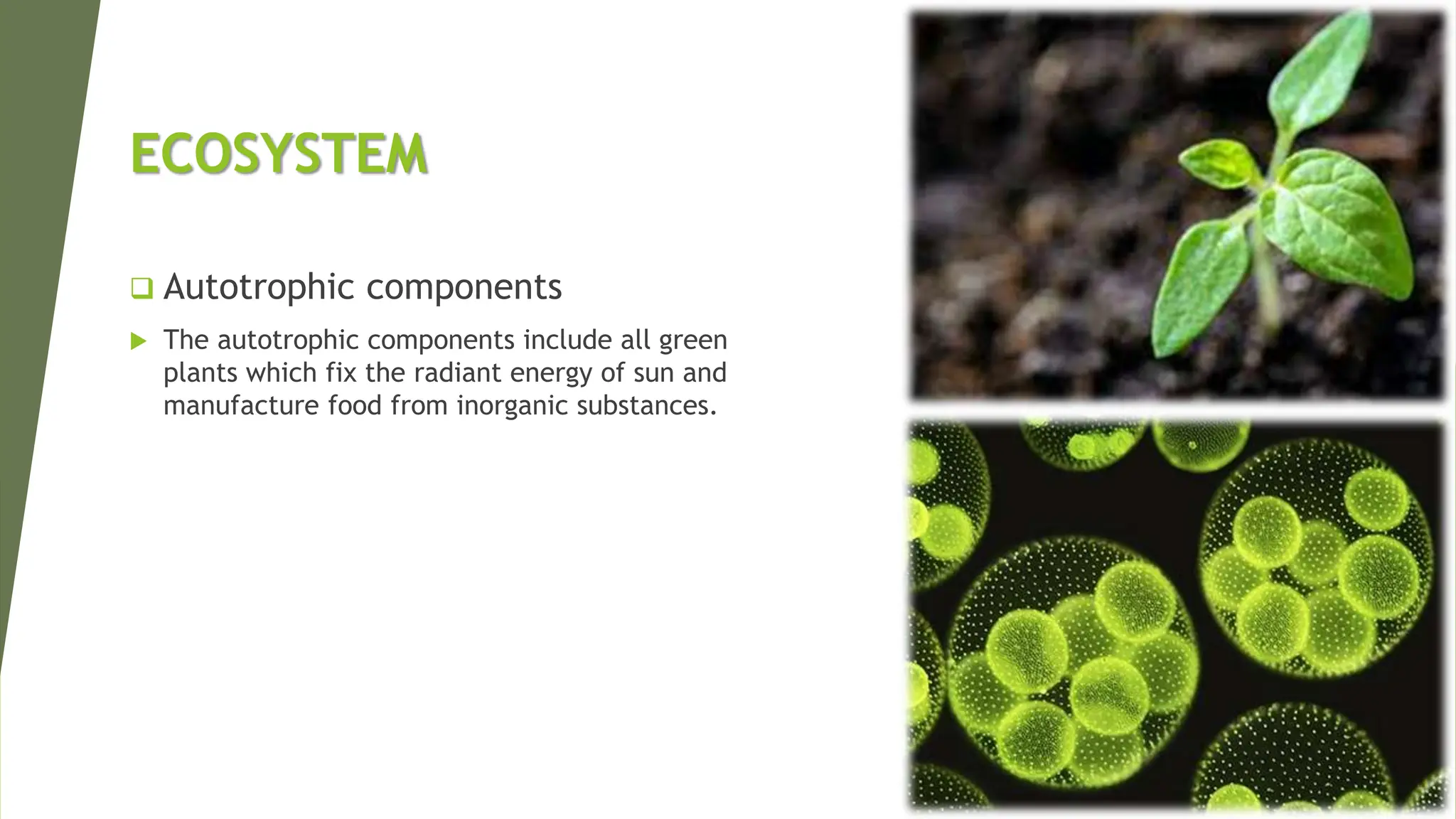 Ecology and types of ecosystem, factors and energy flowpptx | PPT