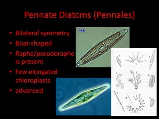 Ecology bacillariophyceae | PPTX