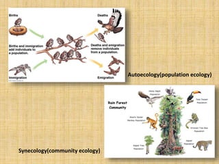 Ecology by syed asim haq | PPTX