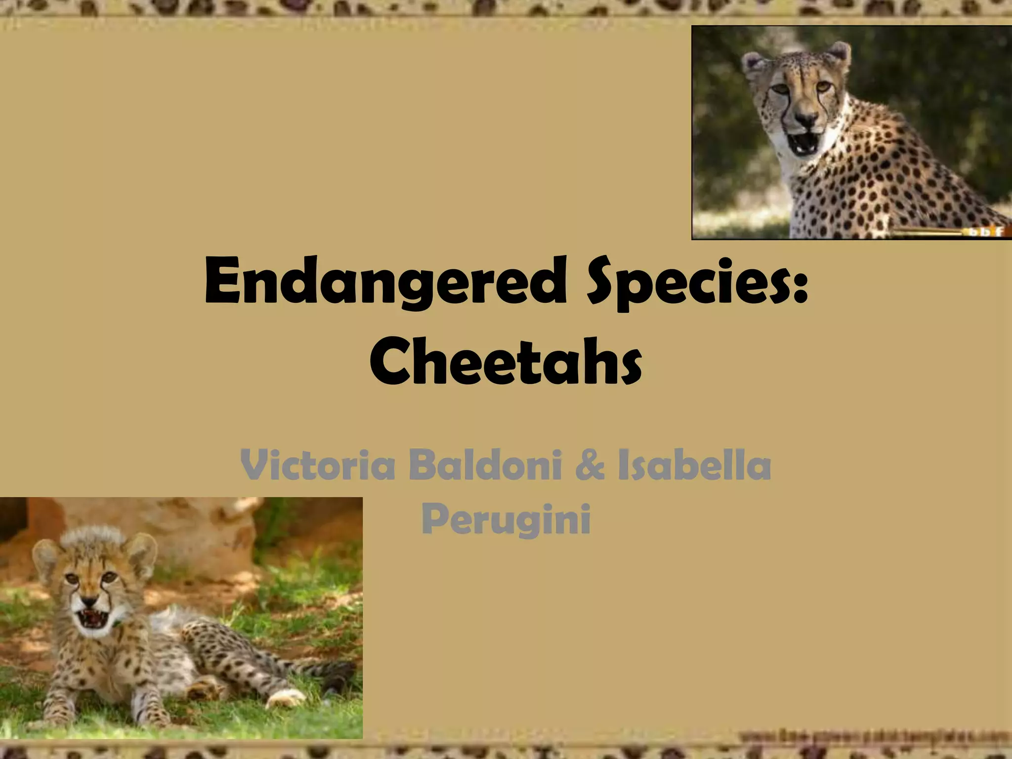 Ecology cheetah powerpoint | PPTX