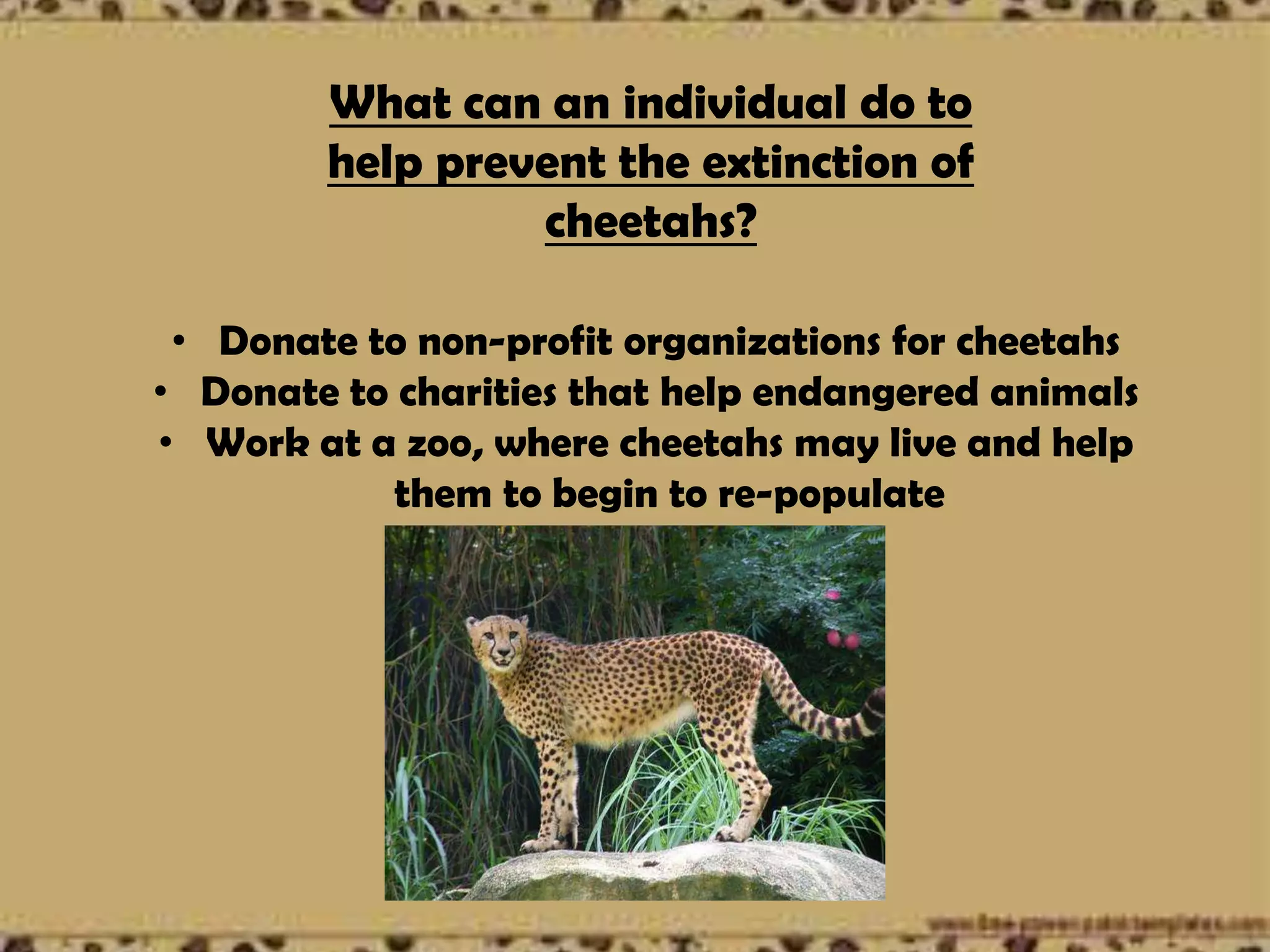 Ecology cheetah powerpoint | PPTX