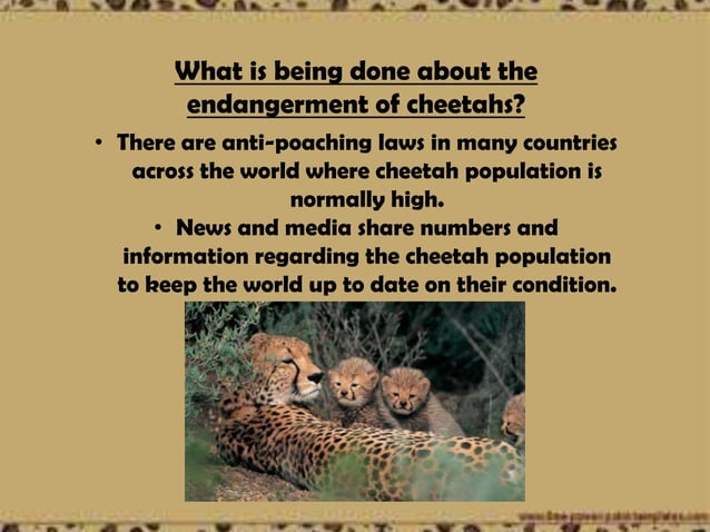 Ecology cheetah powerpoint | PPTX