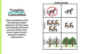 Ecology & conservation powerpoint | PPTX