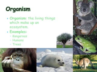 Ecology definitions | PPT