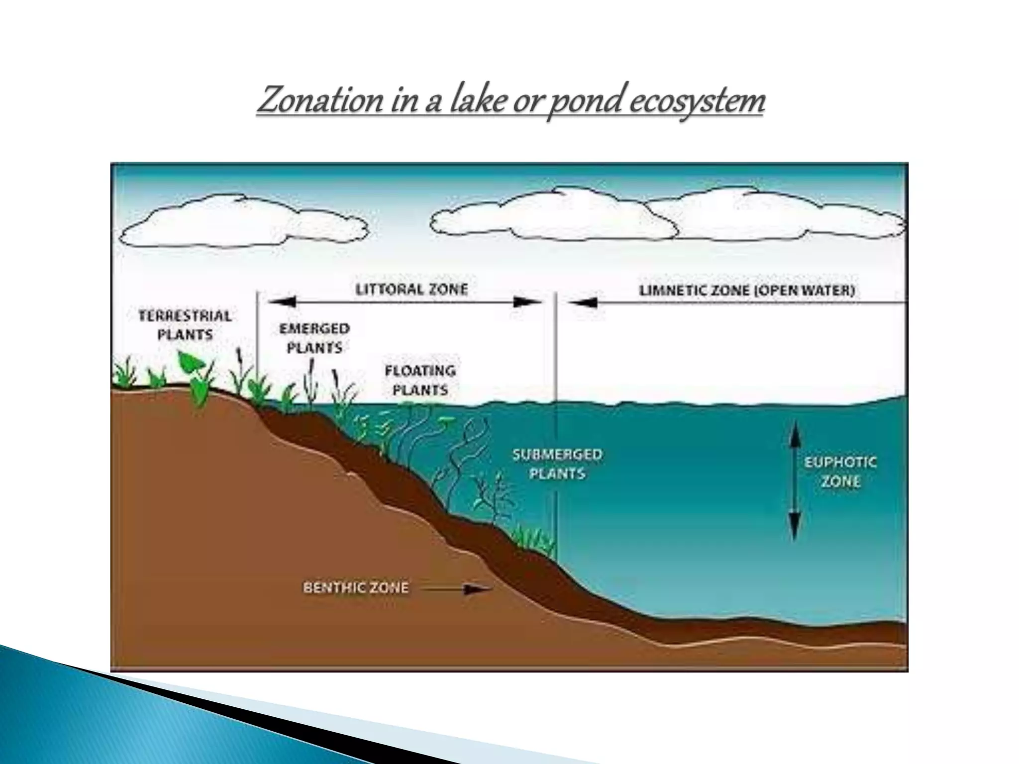 Ecology & Ecosystem | PPTX