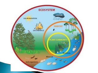 Ecology & Ecosystem | PPTX