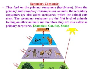 Ecology & Ecosystem | PPTX | Geography | Science
