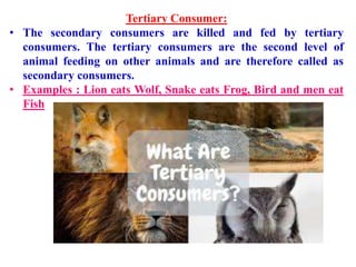 Ecology & Ecosystem | PPT