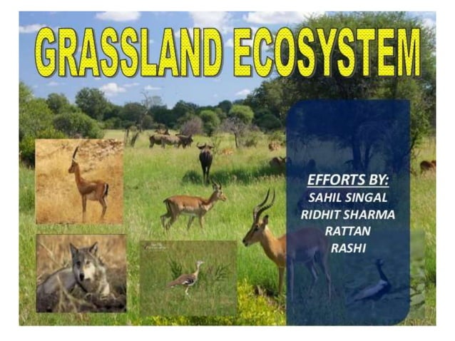 Ecology & Ecosystem | PPT