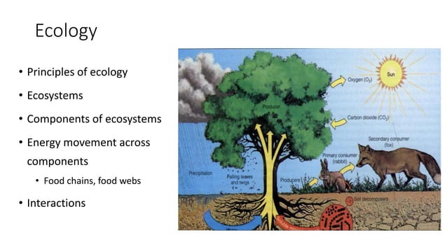 Ecology, ecosystems components.pdfmmmmmm | PPT