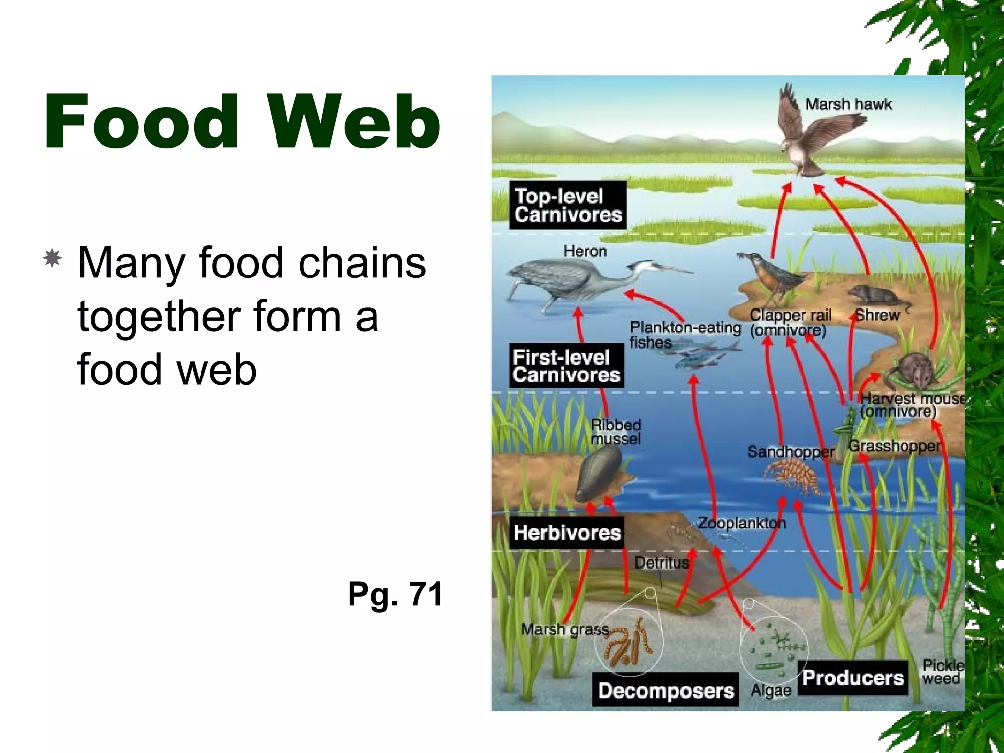 Ecology energy flow food chains | PPT | Biological Sciences | Science