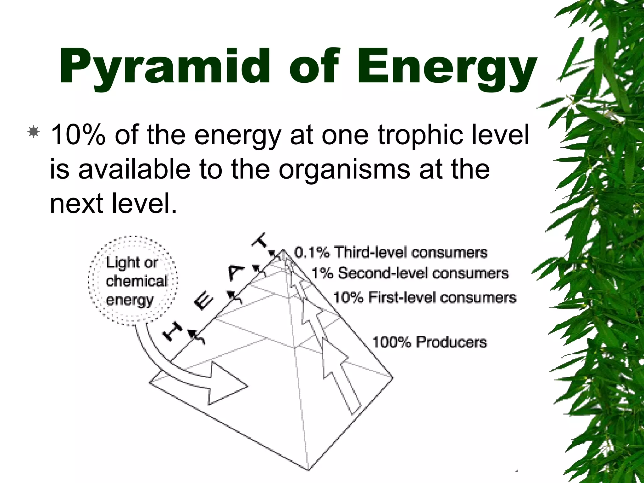 Ecology energy flow food chains | PPT | Biological Sciences | Science