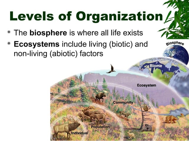 Ecology energy flow food chains | PPT | Biological Sciences | Science