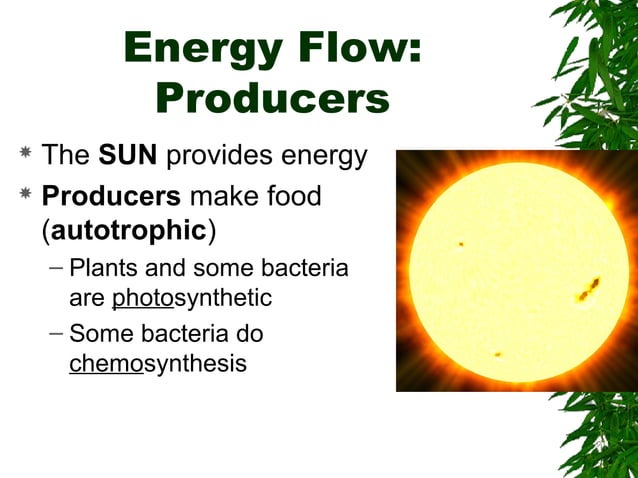 Ecology energy flow food chains | PPT