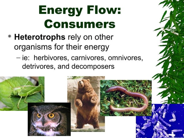 Ecology energy flow food chains | PPT