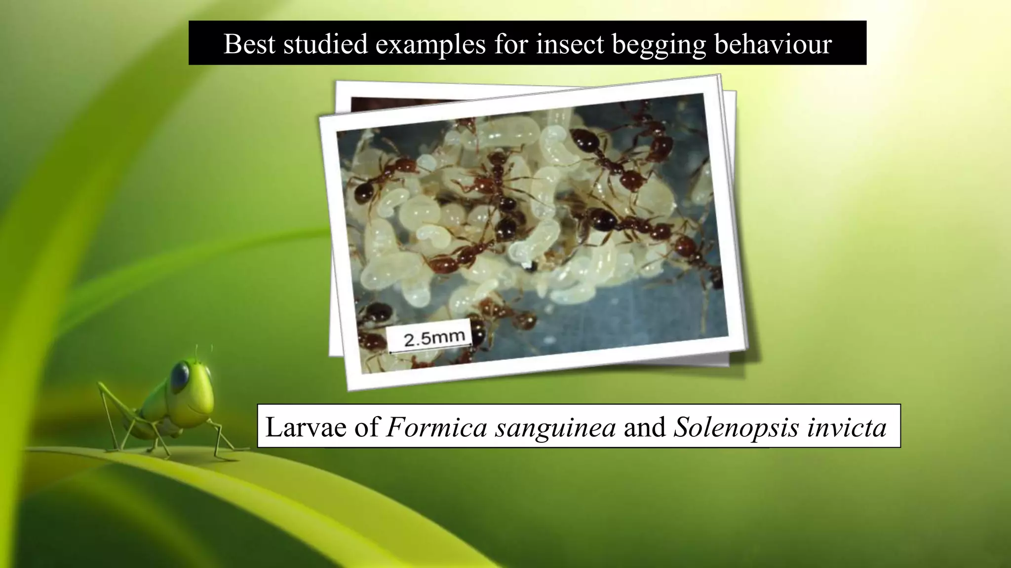 Parent offspring conflicts and sibling rivalry in insects | PPTX