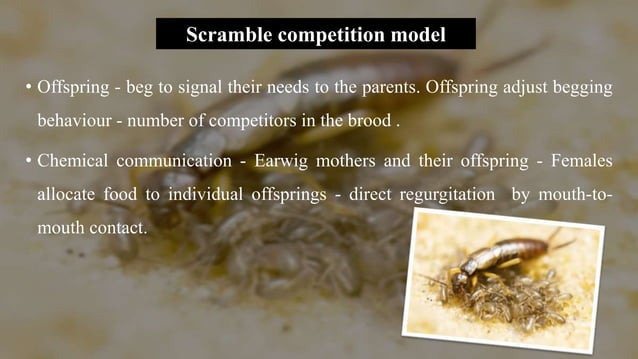 Parent offspring conflicts and sibling rivalry in insects | PPTX ...